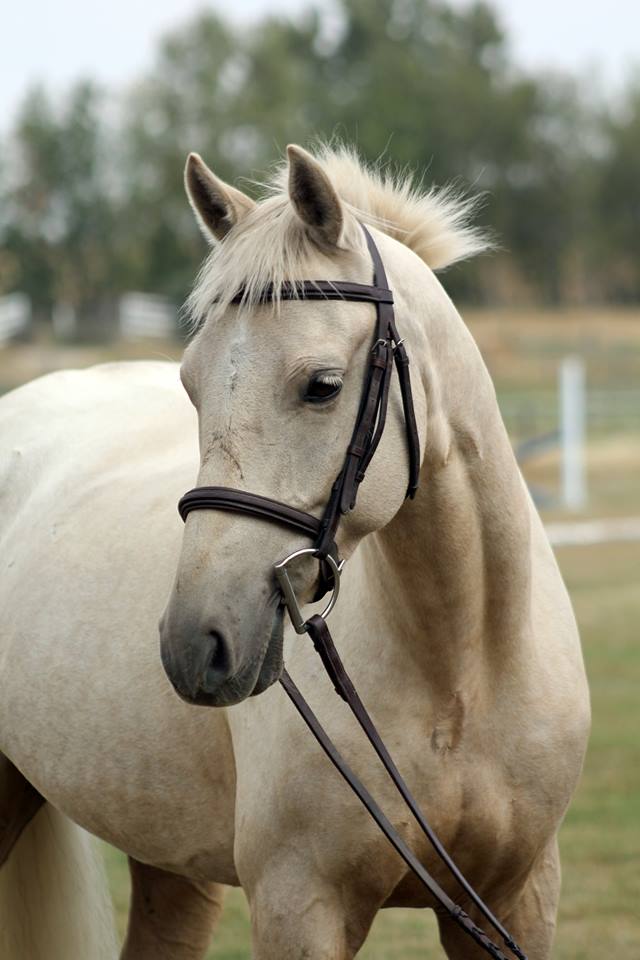 Willow Grove Stables