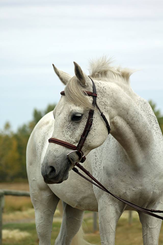 Willow Grove Stables