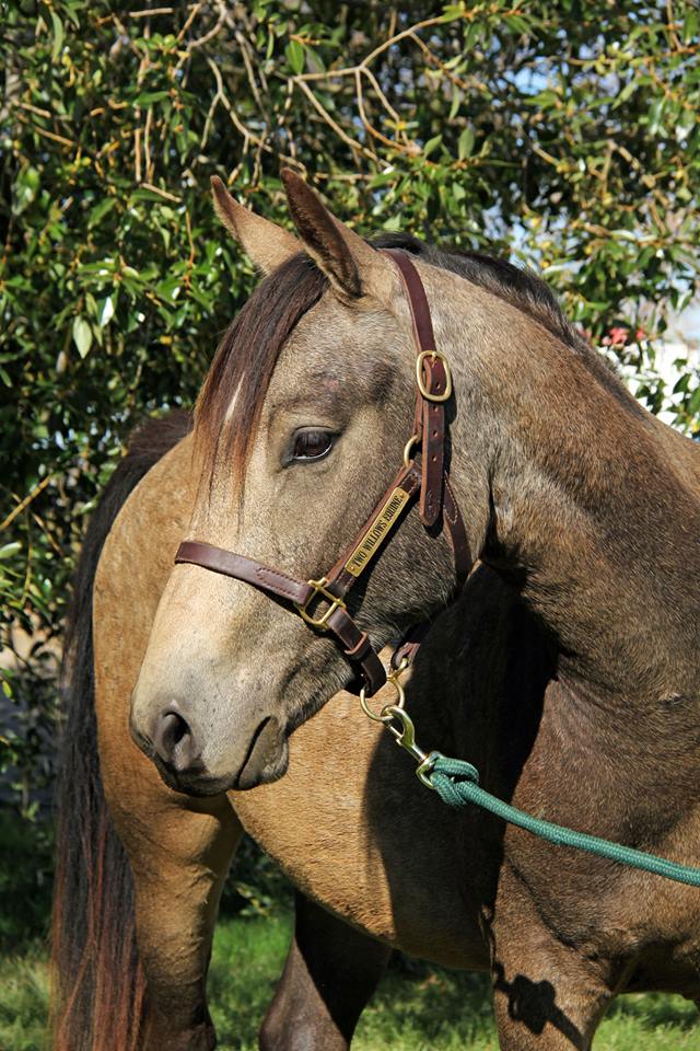 Willow Grove Stables