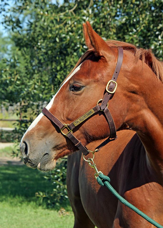 Willow Grove Stables