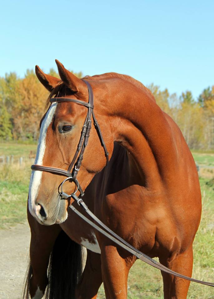 Willow Grove Stables